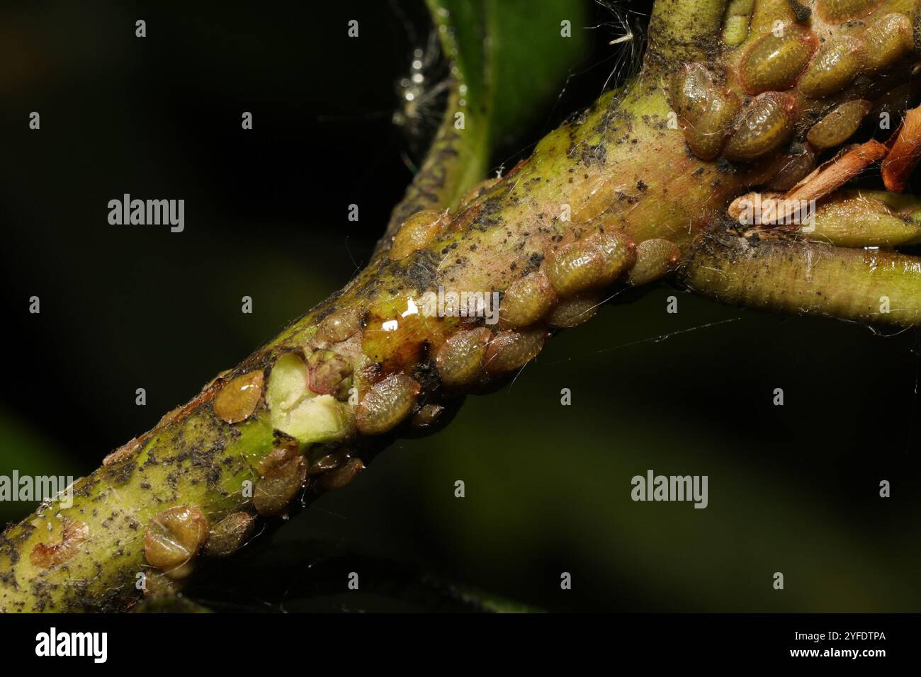 Brown Soft Scale (Coccus hesperidum Stock Photo - Alamy