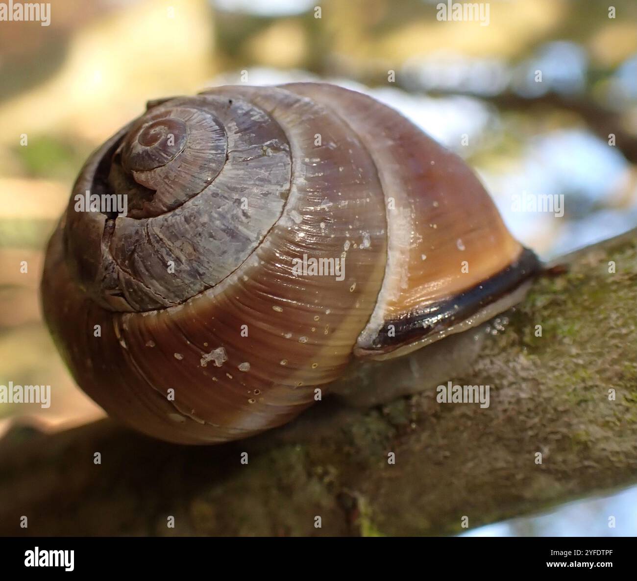Brown-lipped Snail (Cepaea nemoralis Stock Photo - Alamy