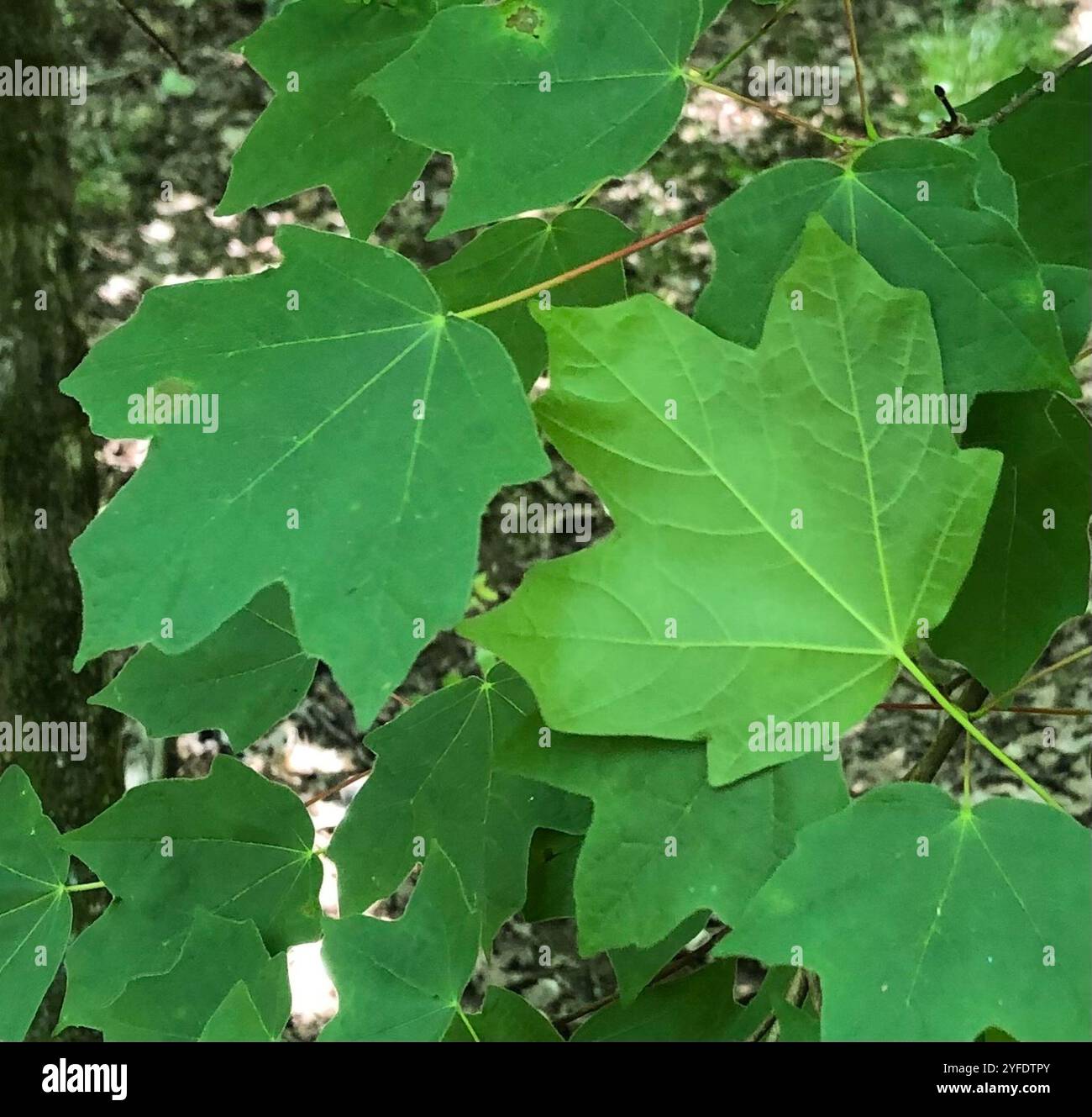 Acer leucoderme hi-res stock photography and images - Alamy