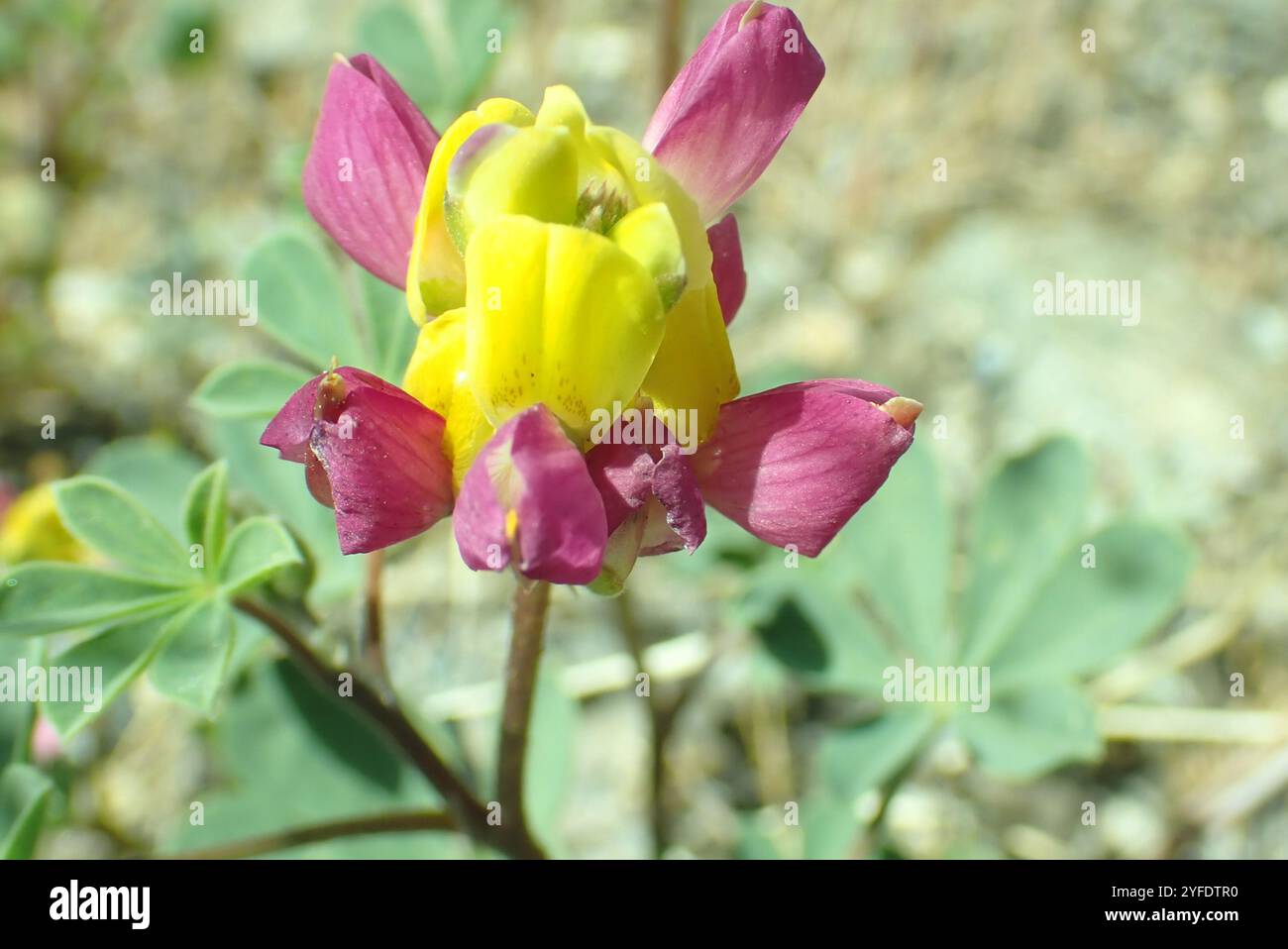 Harlequin Lupine (Lupinus stiversii Stock Photo - Alamy