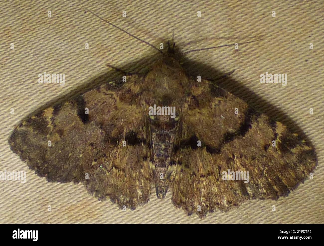 Four-spotted Fungus Moth (Metalectra quadrisignata Stock Photo - Alamy