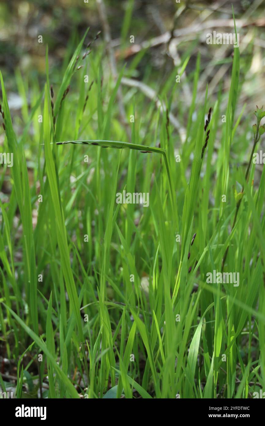 Wood melick, melica uniflora hi-res stock photography and images - Alamy
