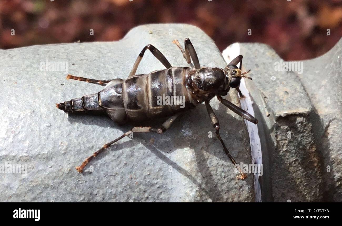 Australian Wingless Soldier Fly (Boreoides subulatus Stock Photo - Alamy