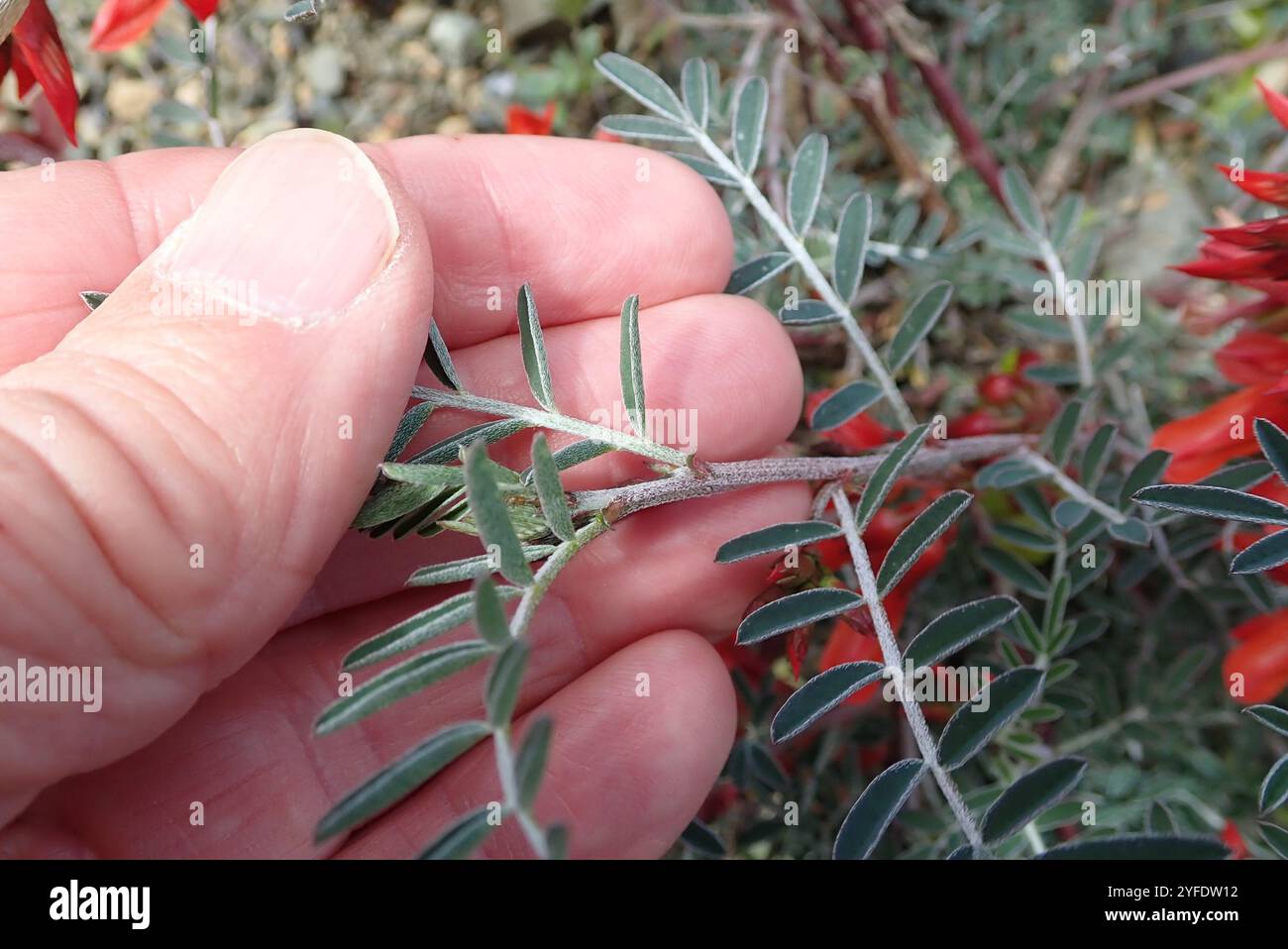 cancer bush (Lessertia frutescens Stock Photo - Alamy