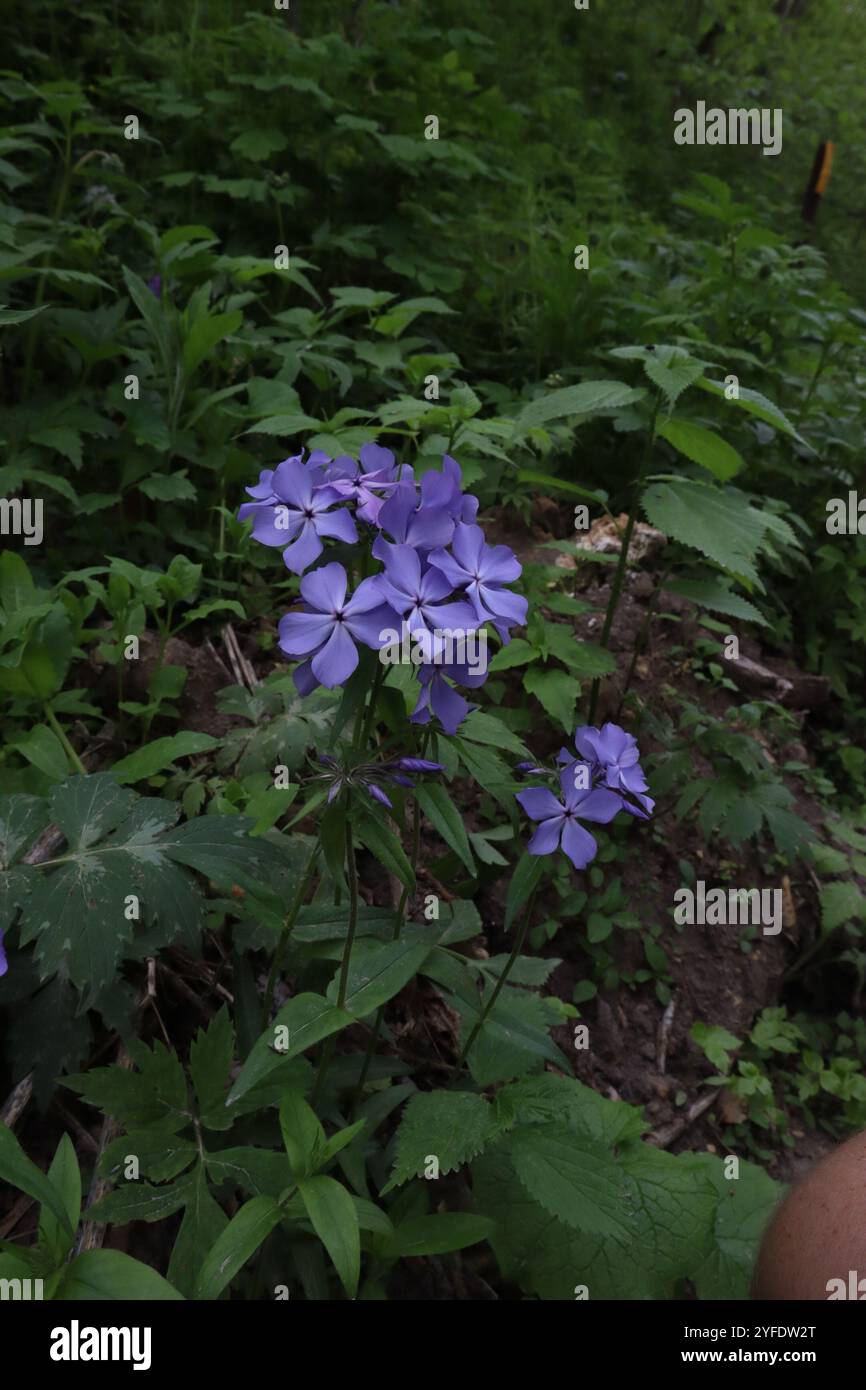 blue phlox (Phlox divaricata Stock Photo - Alamy
