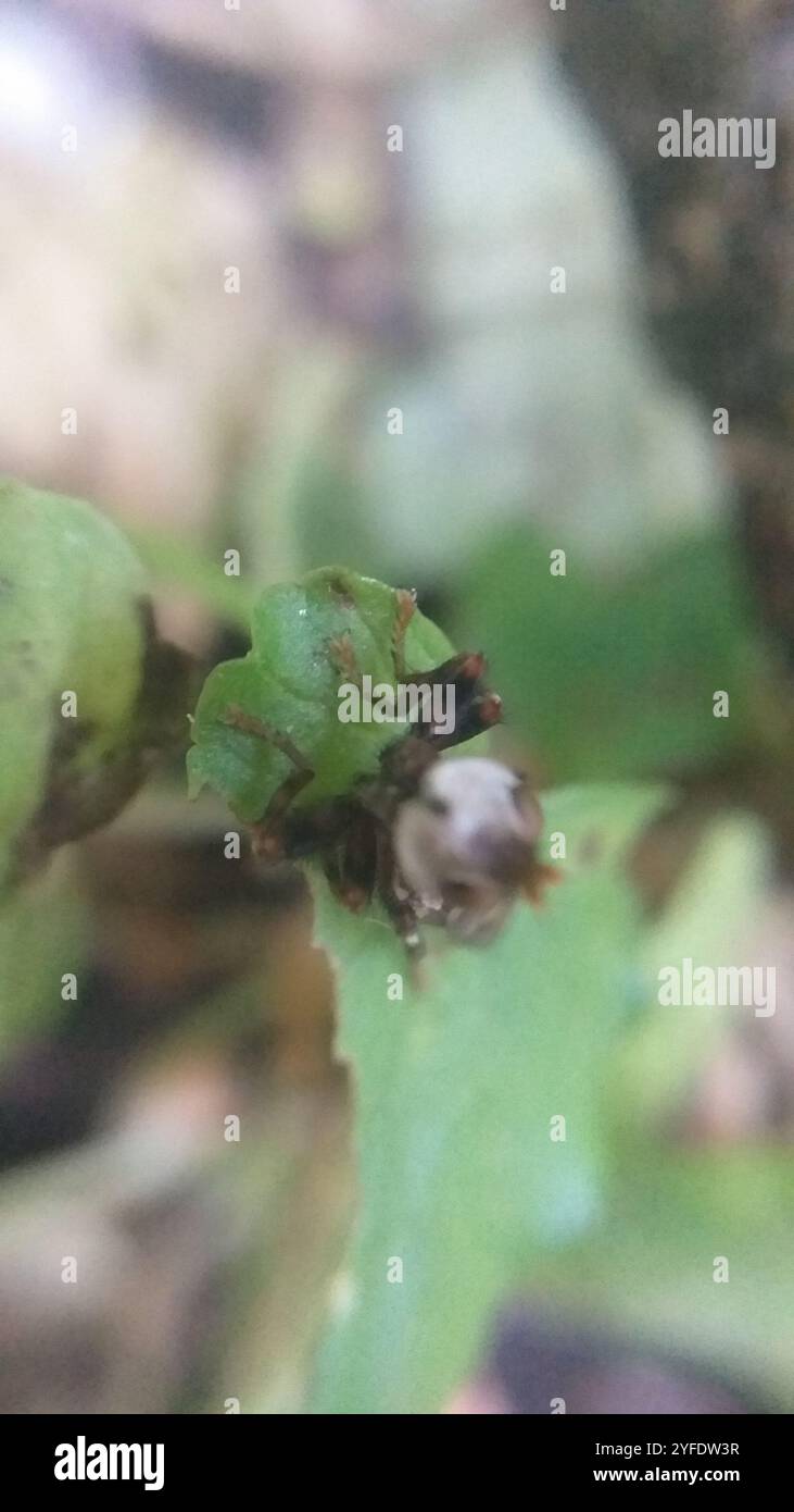 Myopa hi-res stock photography and images - Alamy