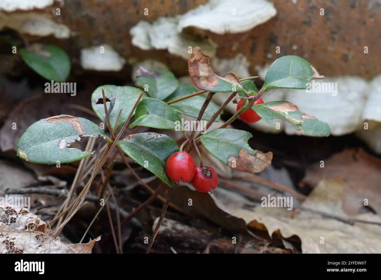Eastern Teaberry (Gaultheria procumbens Stock Photo - Alamy