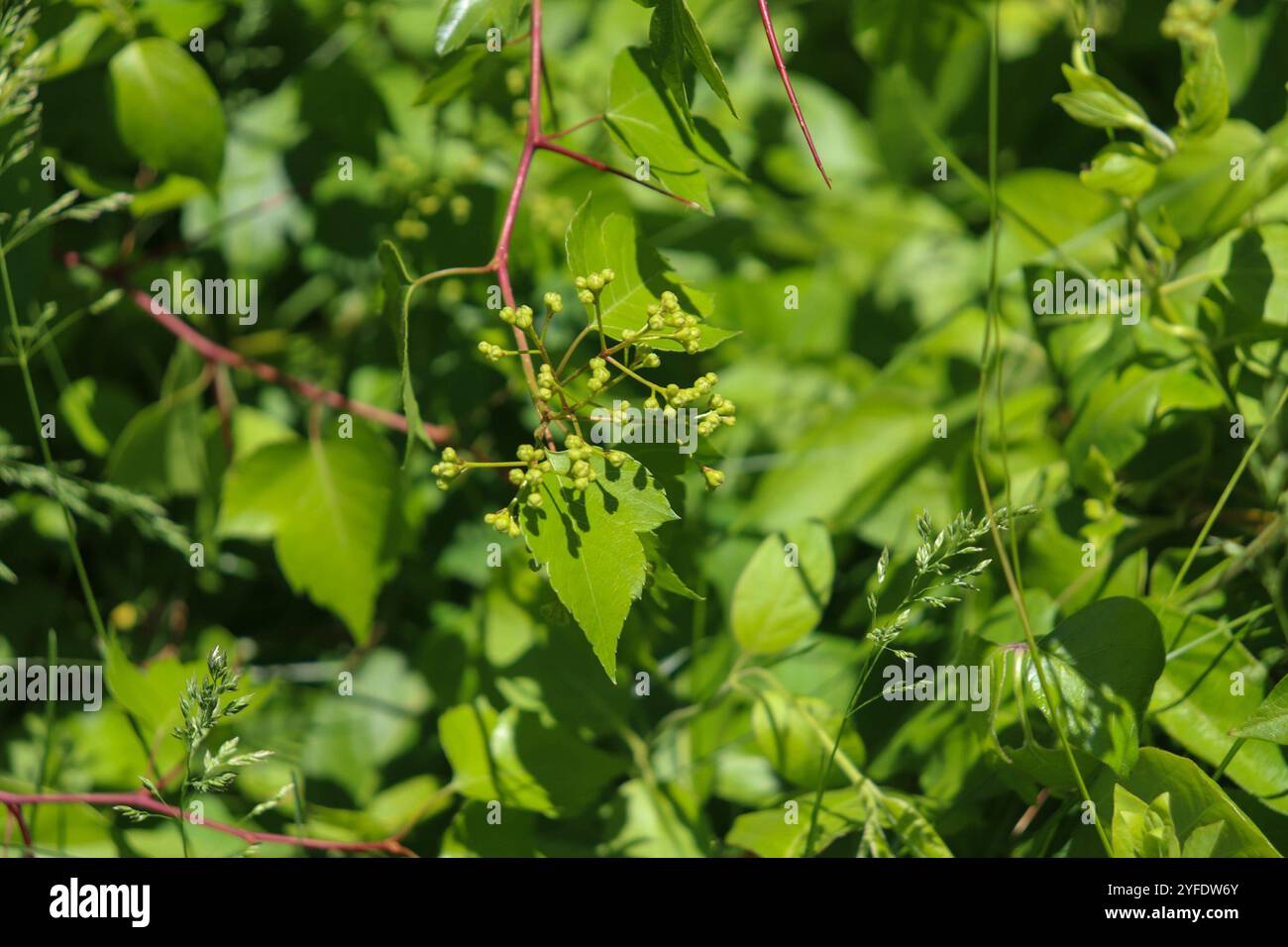 grape family (Vitaceae Stock Photo - Alamy