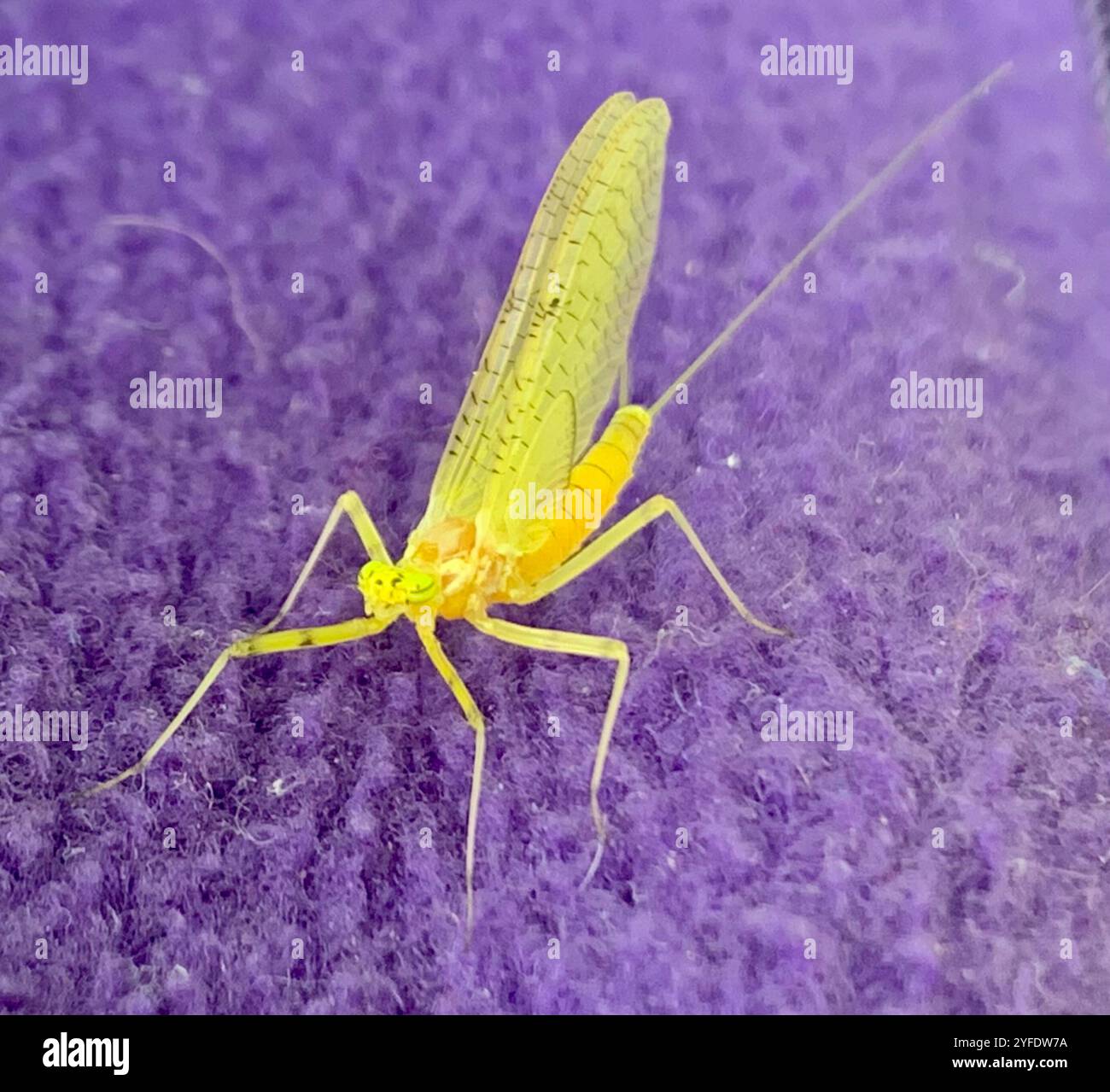 (Stenacron interpunctatum heterotarsale Stock Photo - Alamy