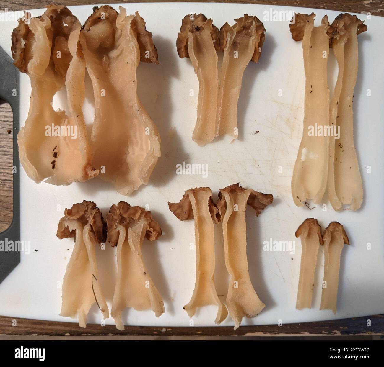 Half-free Morel (Morchella punctipes Stock Photo - Alamy