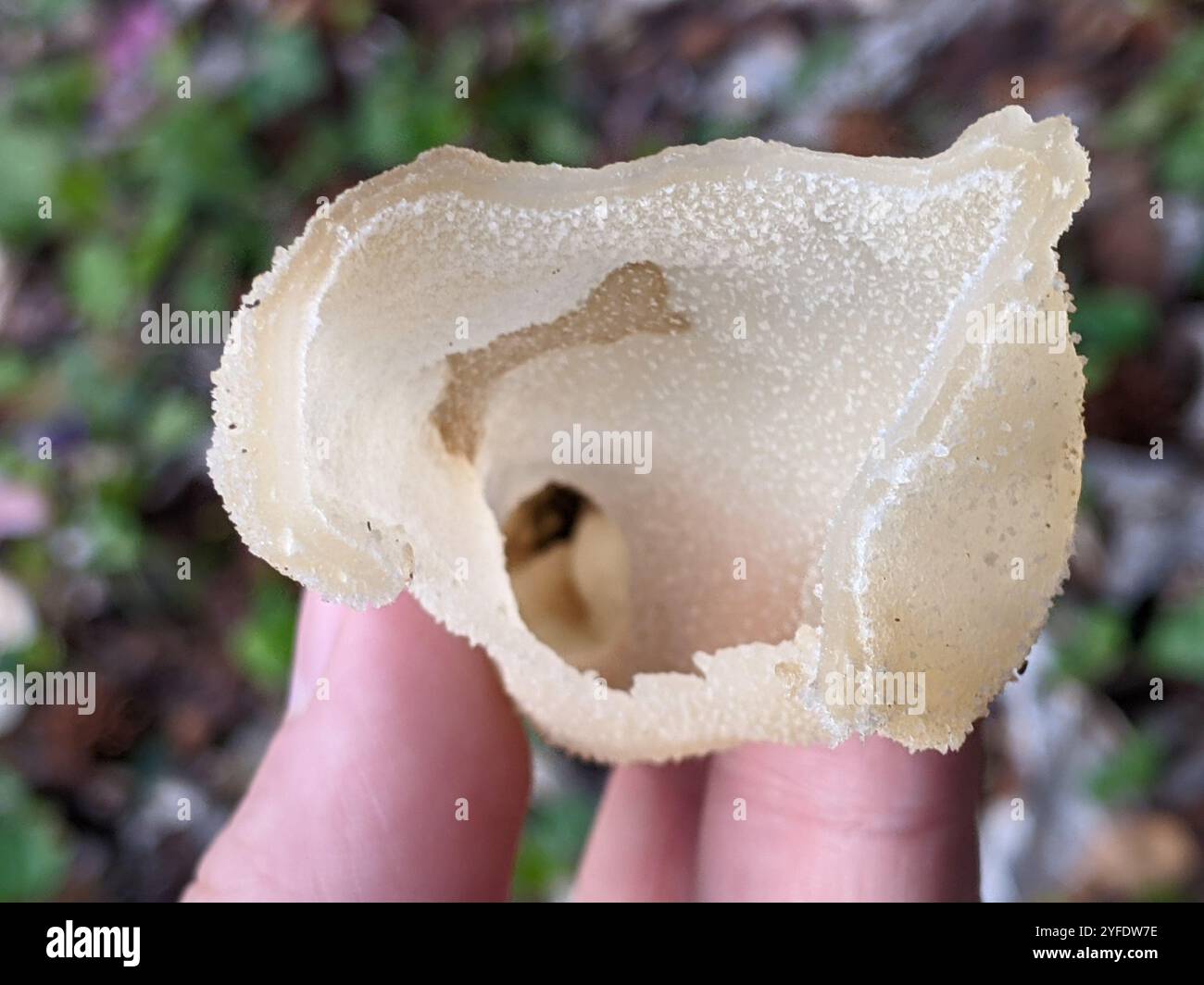 Half-free Morel (Morchella punctipes Stock Photo - Alamy