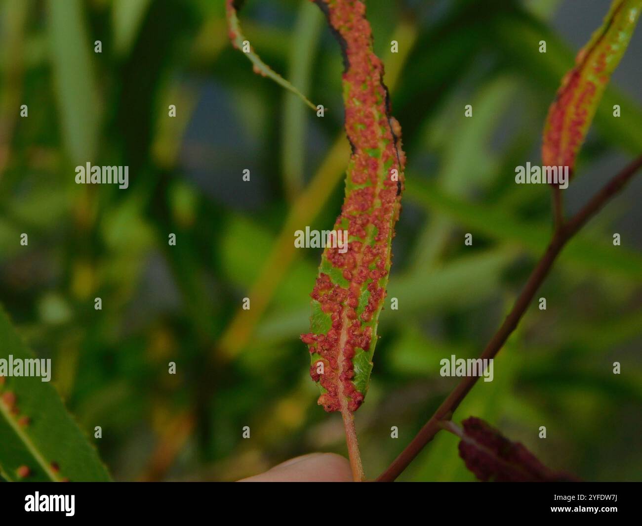 Aculus tetanothrix hi-res stock photography and images - Alamy