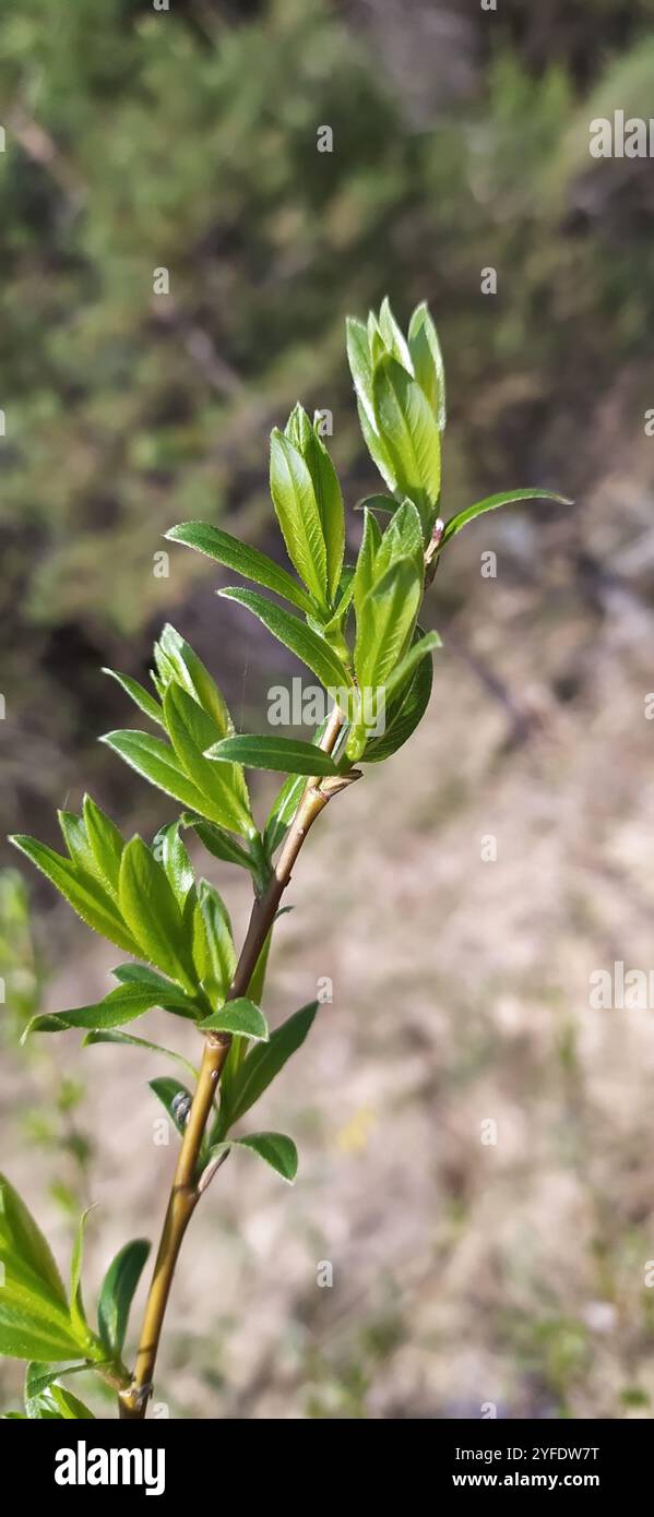 Almond Willow (Salix triandra Stock Photo - Alamy