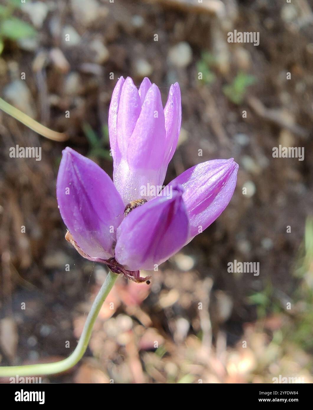 Dipterostemon hi-res stock photography and images - Alamy