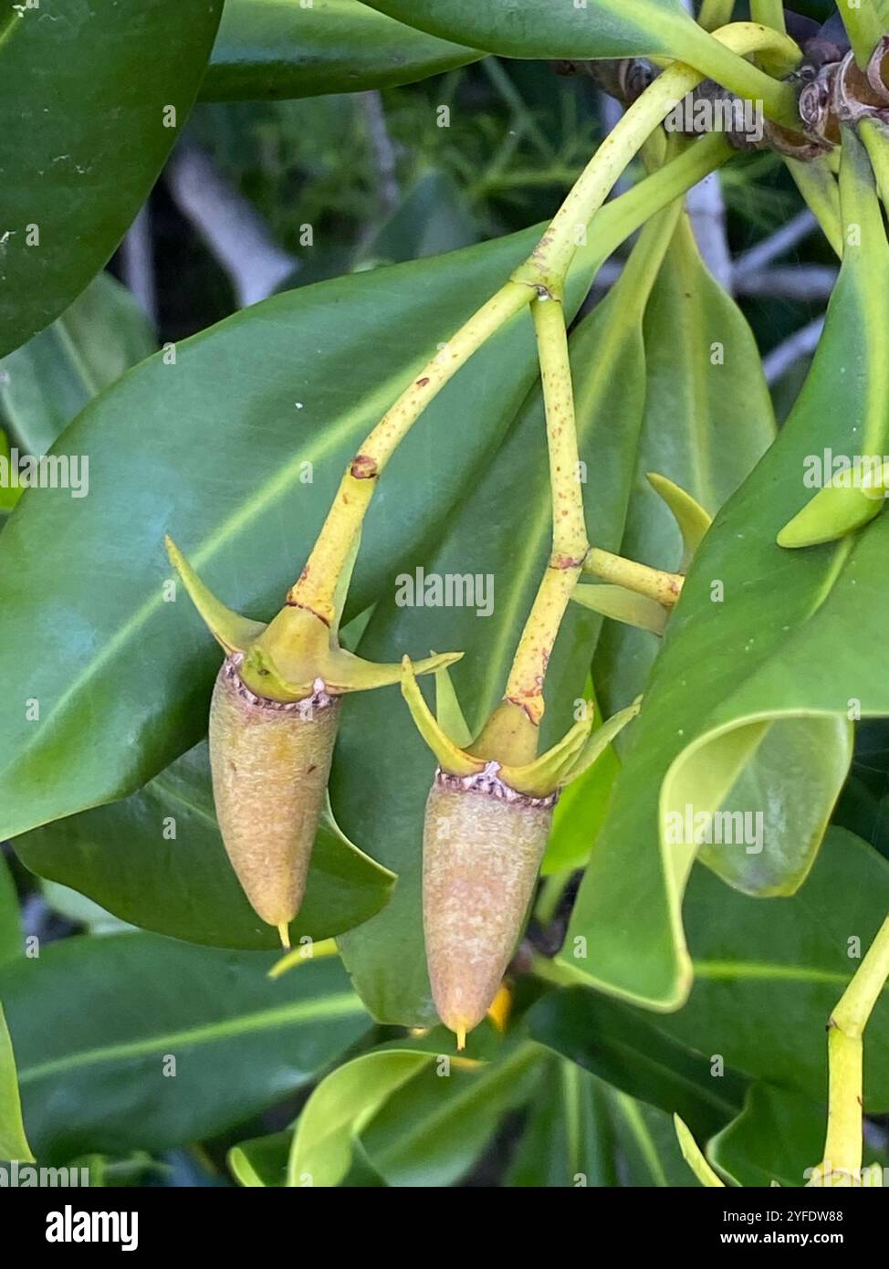 red mangrove (Rhizophora mangle Stock Photo - Alamy
