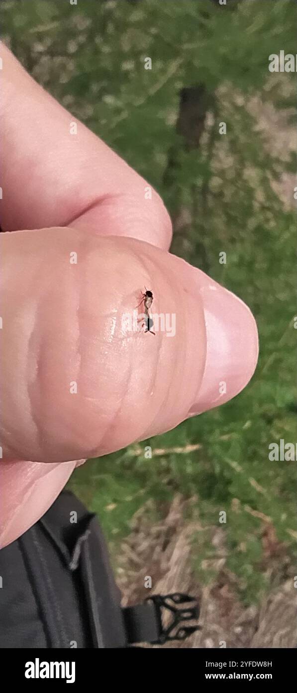 Biting Midges (Ceratopogonidae Stock Photo - Alamy