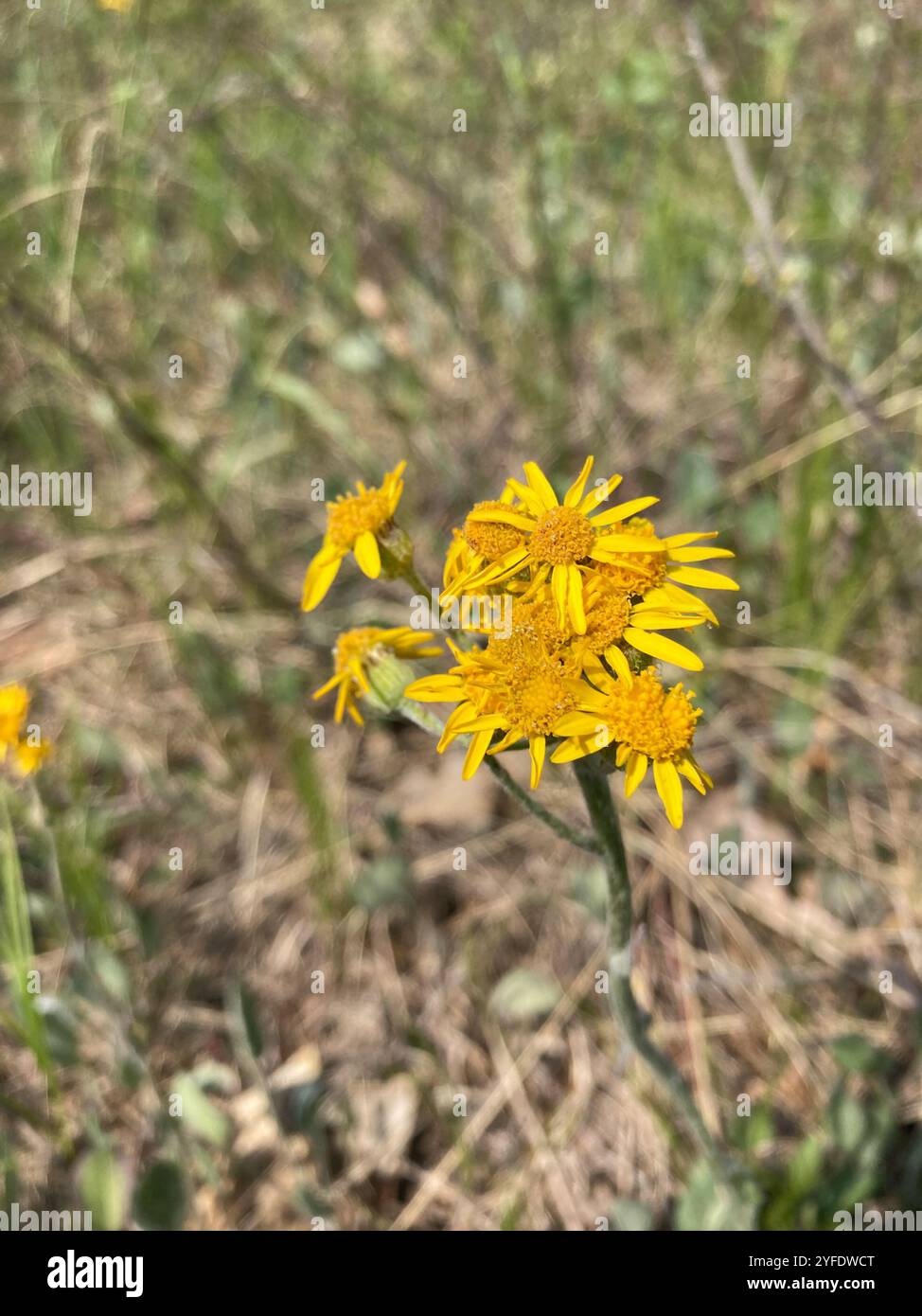 balsam ragwort (Packera paupercula Stock Photo - Alamy