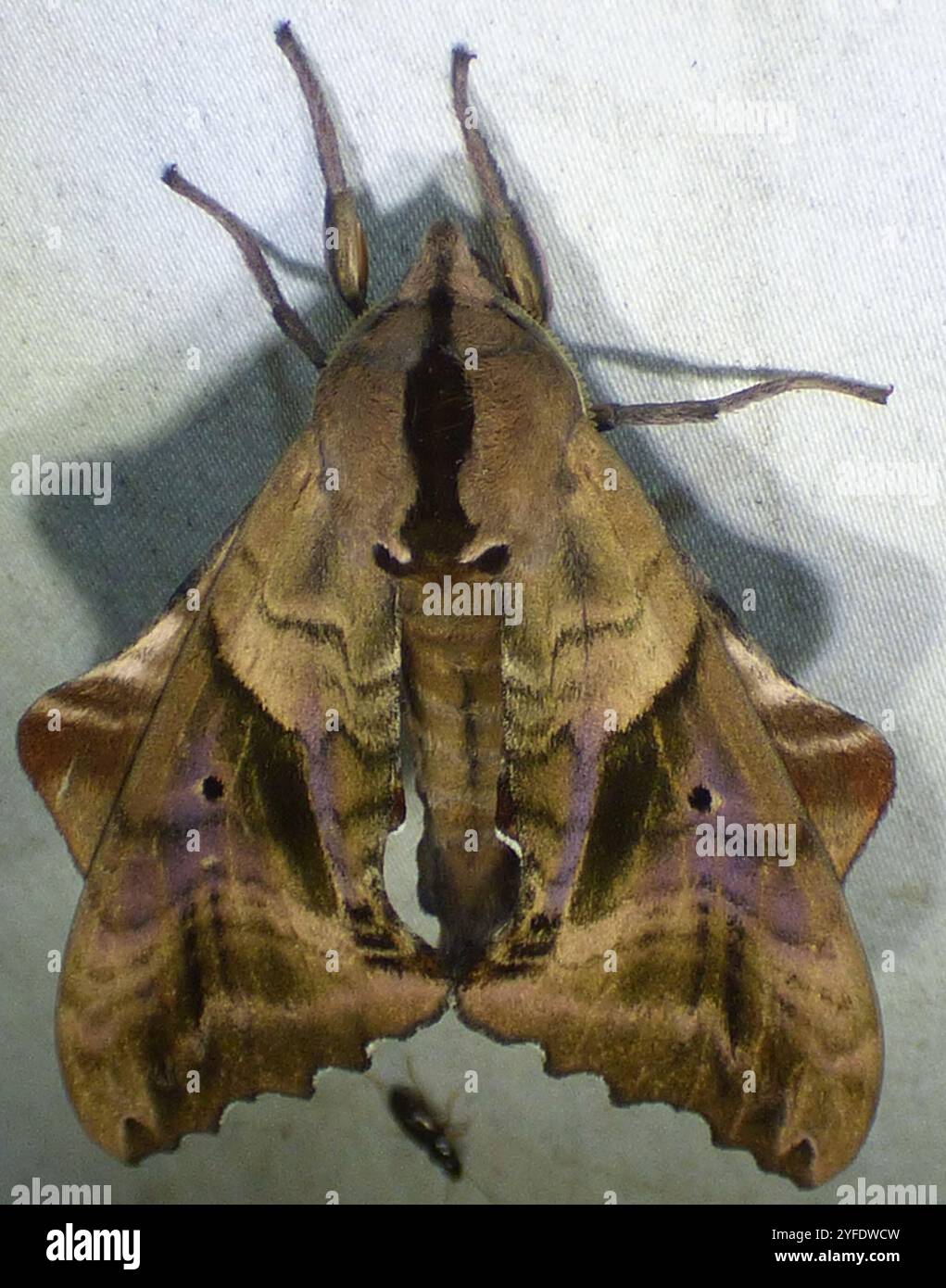 Blinded sphinx hi-res stock photography and images - Alamy