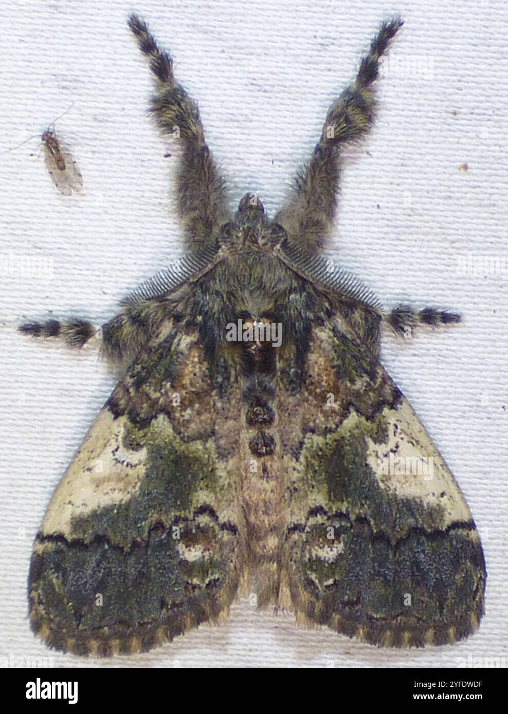Southern Tussock Moth (Dasychira meridionalis Stock Photo - Alamy
