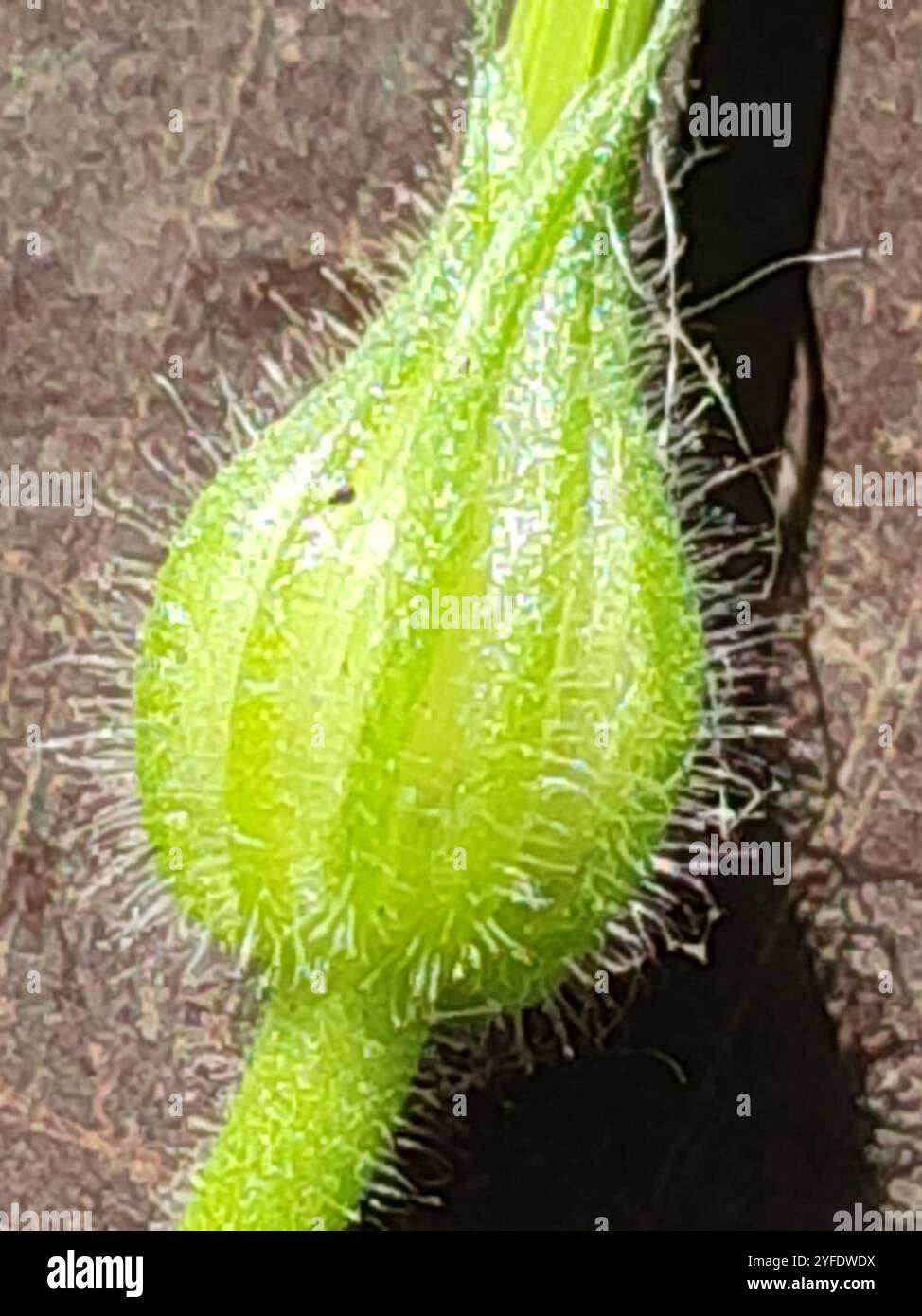 Little-Robin (Geranium purpureum Stock Photo - Alamy