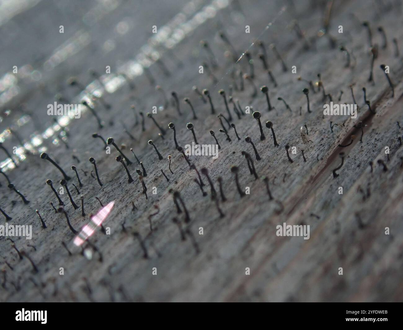 Mycocalicium subtile hi-res stock photography and images - Alamy