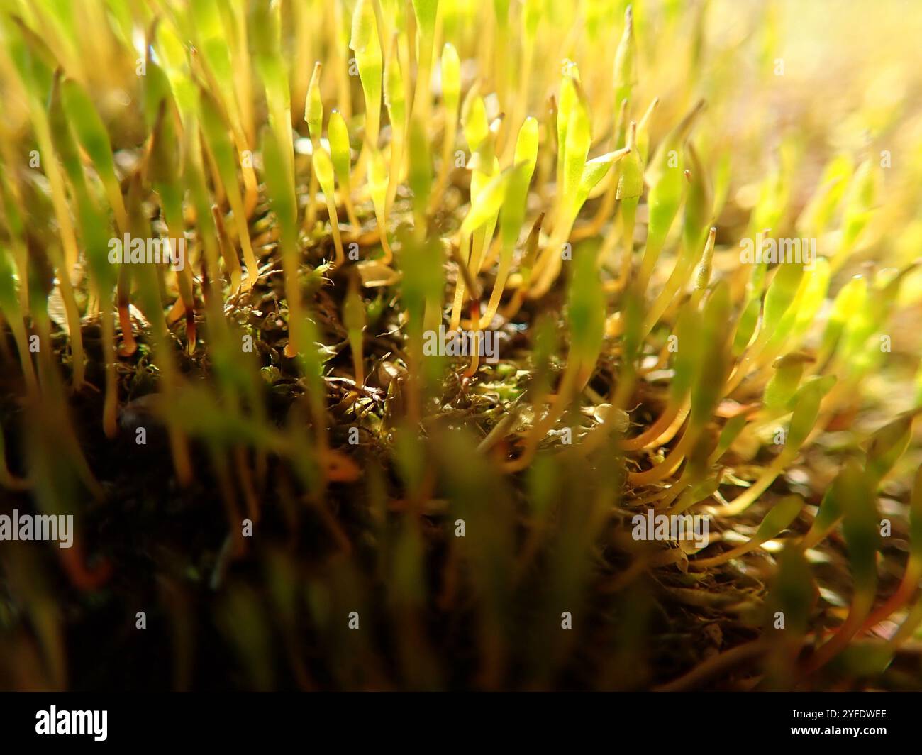 Tetraplodon mnioides hi-res stock photography and images - Alamy