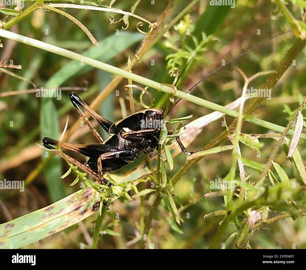 Basque Wide-winged Bush-cricket (Zeuneriana abbreviata Stock Photo - Alamy