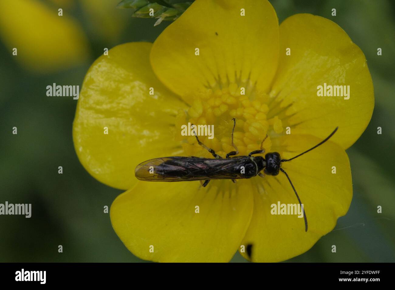 Stem Sawflies (Cephidae Stock Photo - Alamy