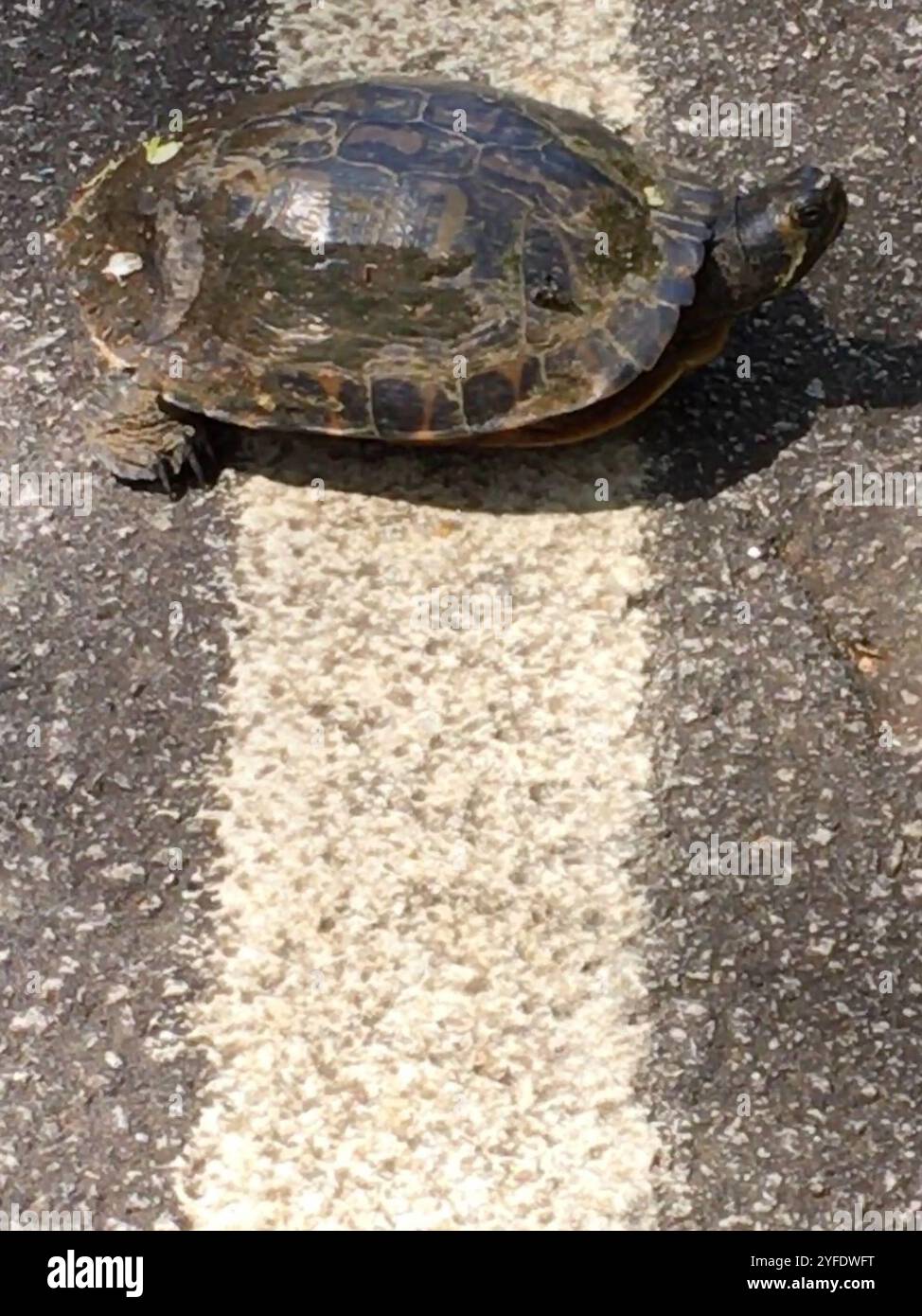Pond Slider (Trachemys scripta Stock Photo - Alamy