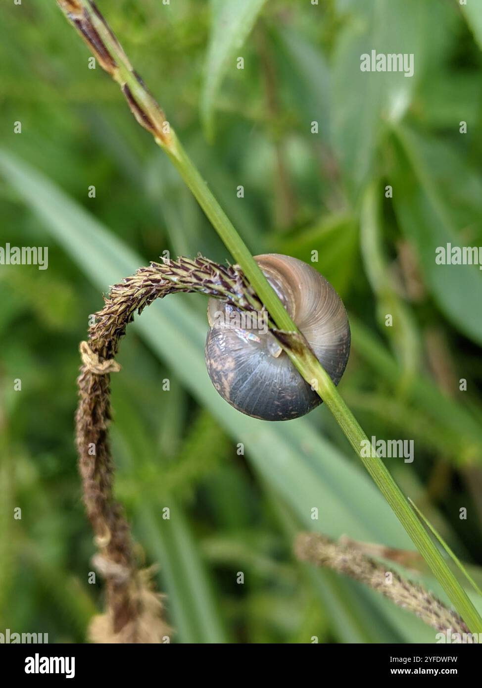 Kentish Snail (Monacha cantiana Stock Photo - Alamy