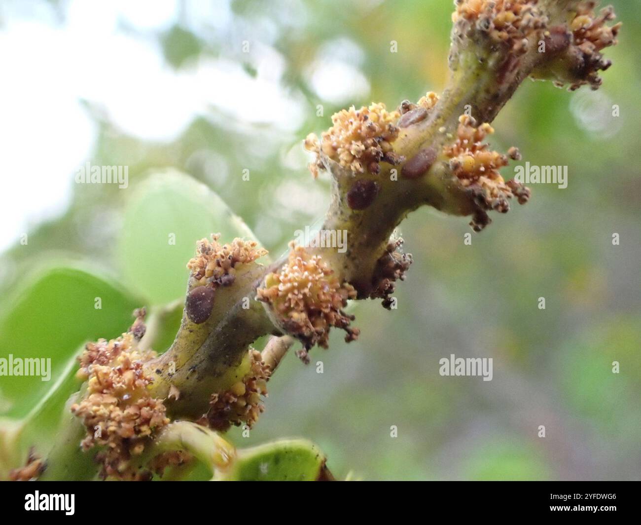Manchineel (Hippomane mancinella Stock Photo - Alamy
