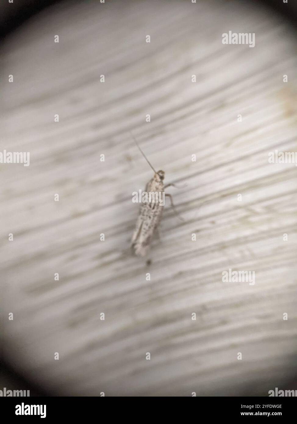 Curved-horn Moths (Gelechioidea Stock Photo - Alamy