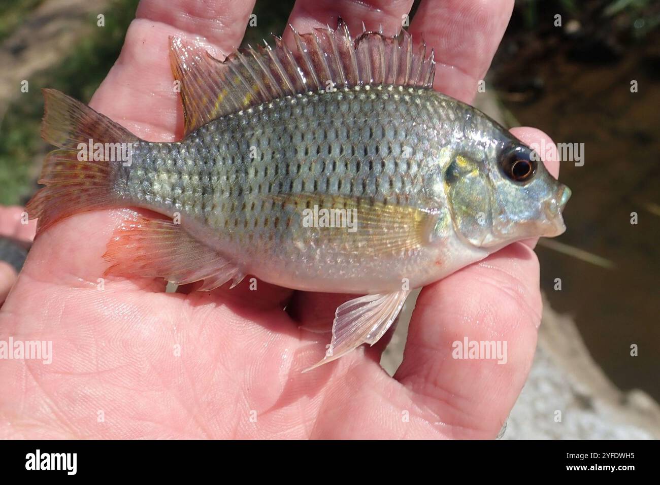 Redbreast Tilapia (Coptodon rendalli Stock Photo - Alamy