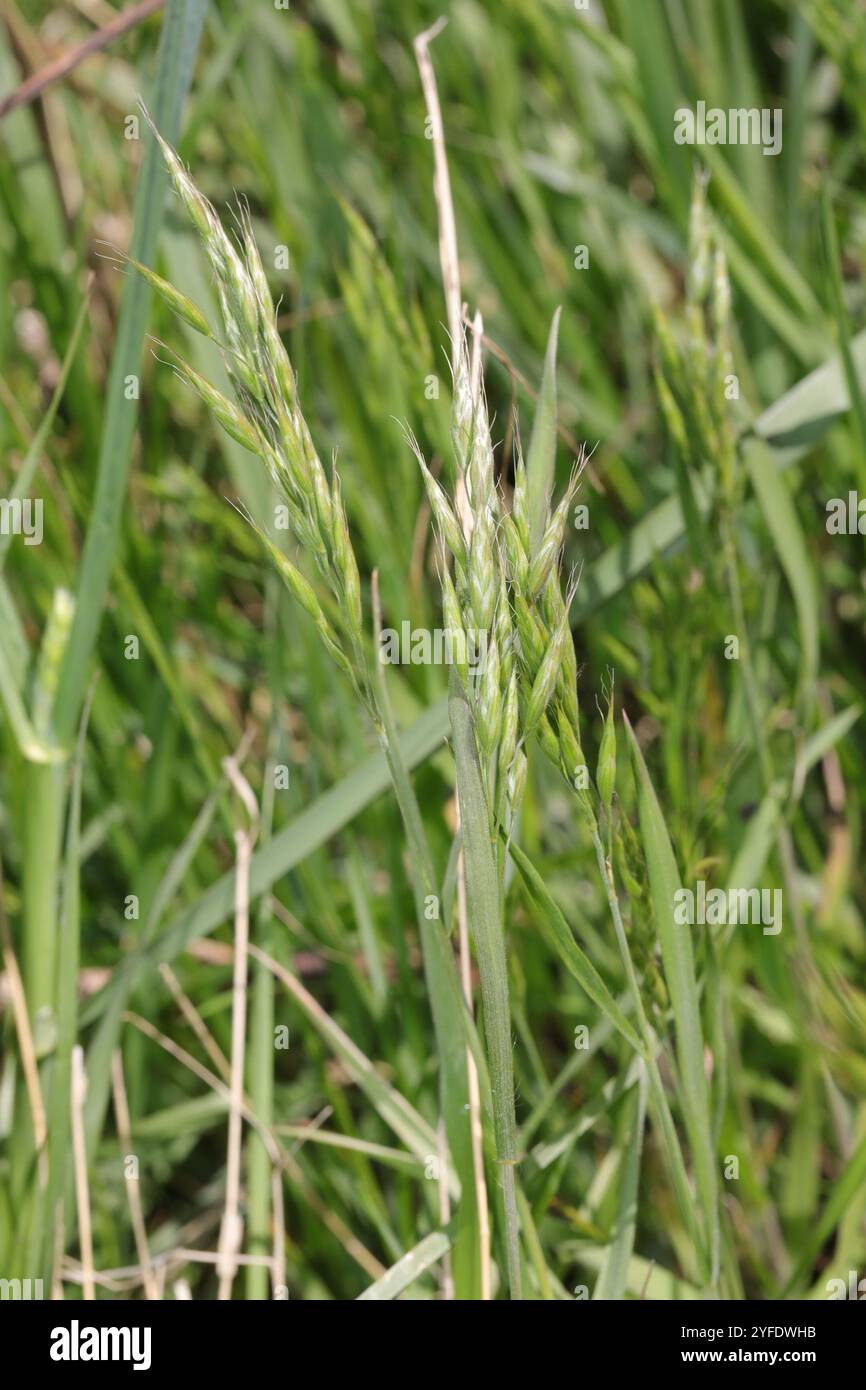 Common soft brome hi-res stock photography and images - Alamy