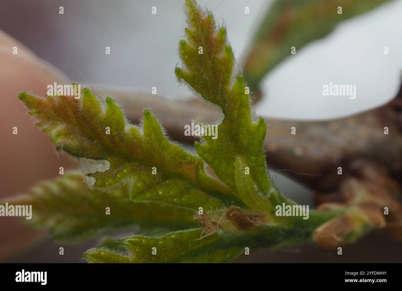 Spring Cankerworm Moth (Paleacrita vernata Stock Photo - Alamy
