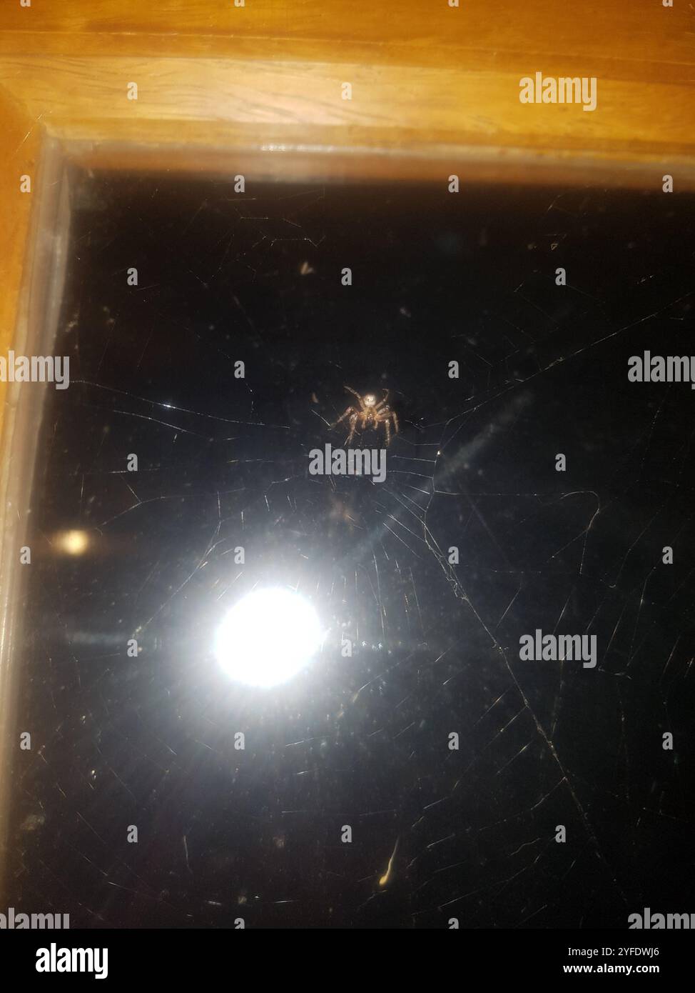 Silver-sided Sector Spider (Zygiella x-notata Stock Photo - Alamy