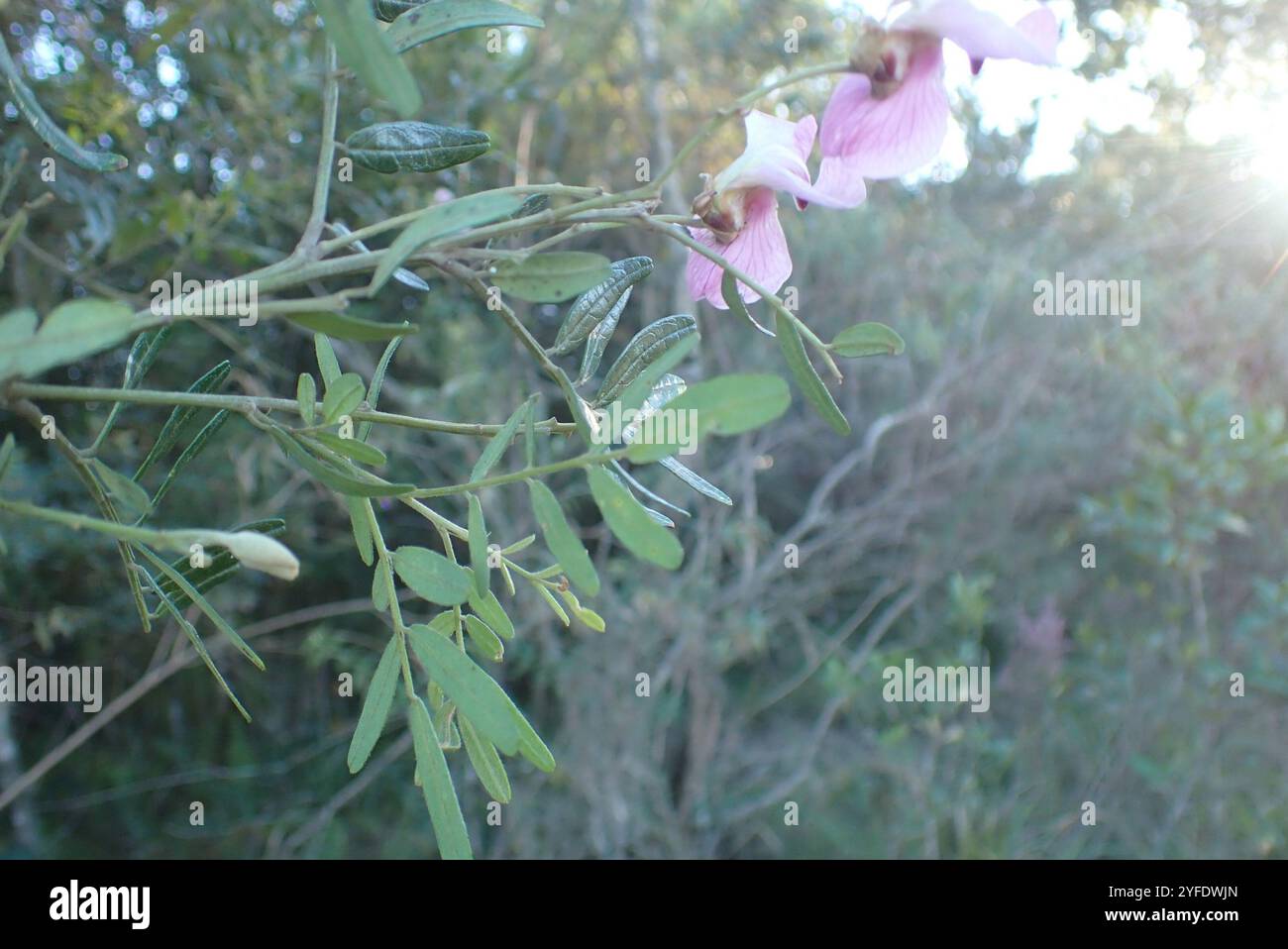 Keurboom hi-res stock photography and images - Alamy