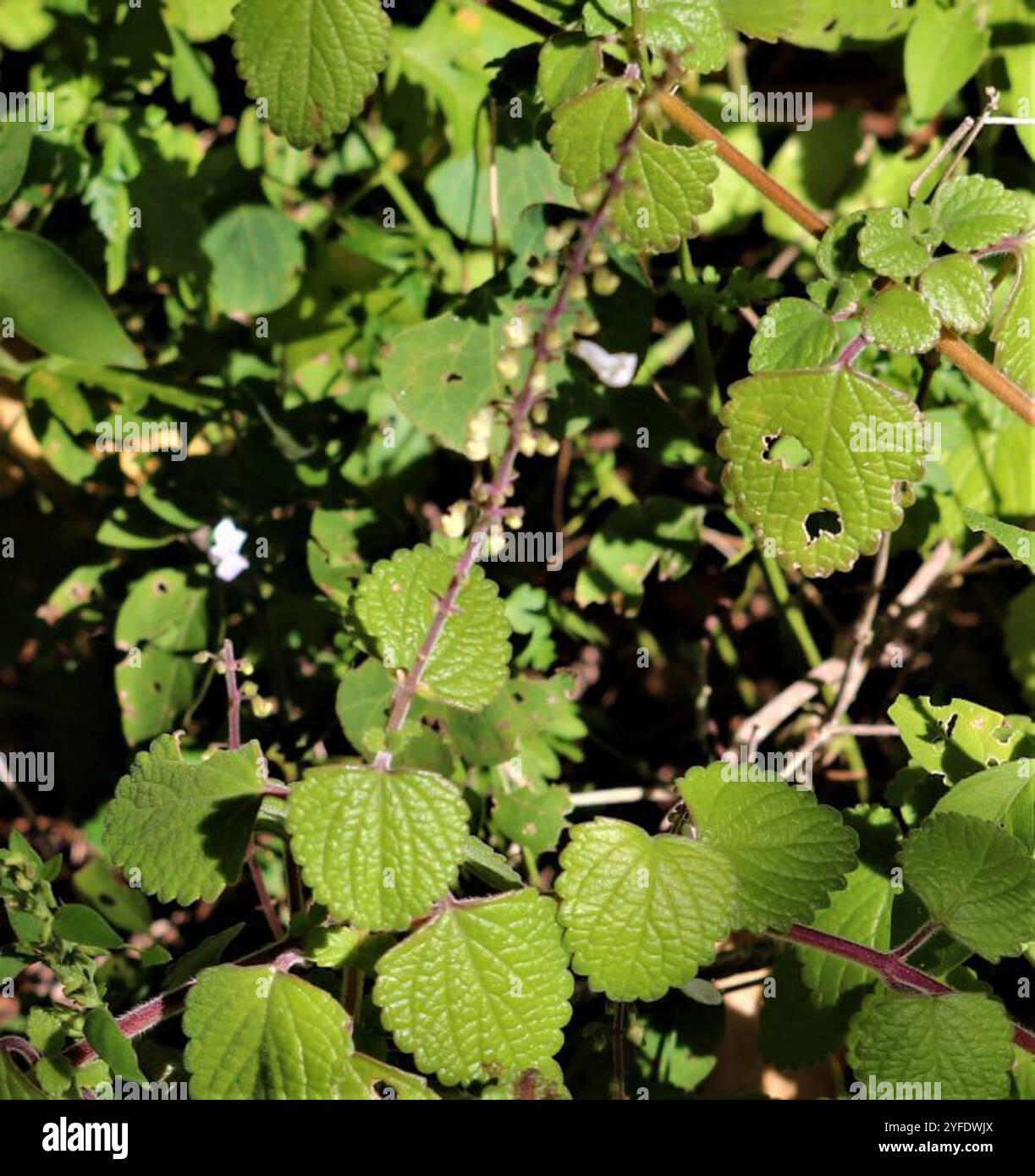 Thicket Spurflower (Coleus madagascariensis Stock Photo - Alamy