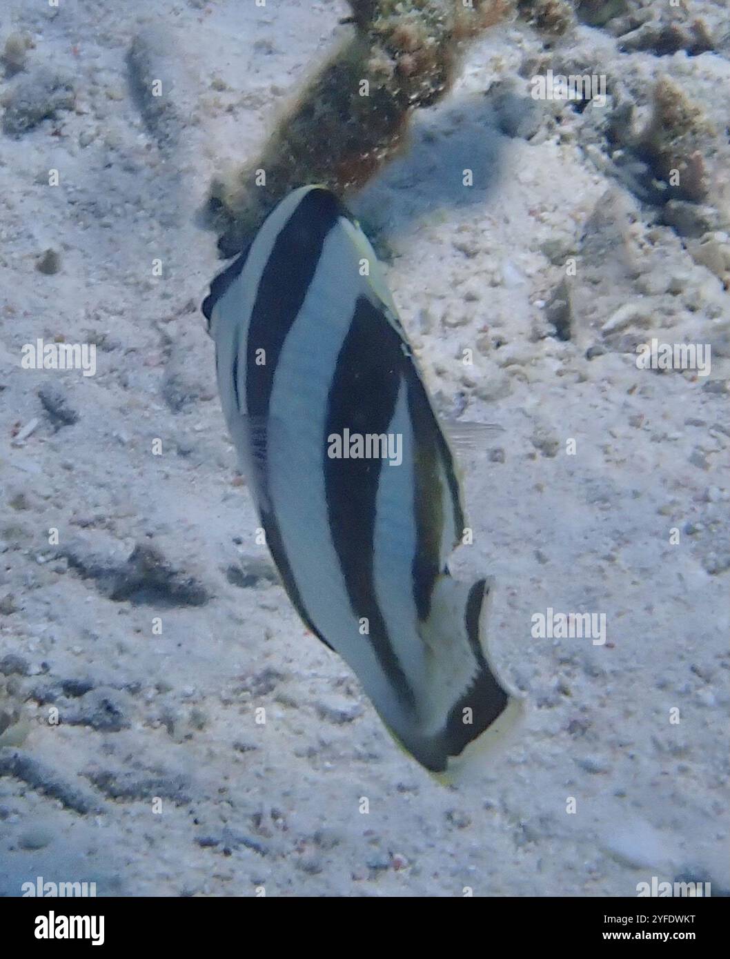 Banded Butterflyfish (Chaetodon striatus Stock Photo - Alamy