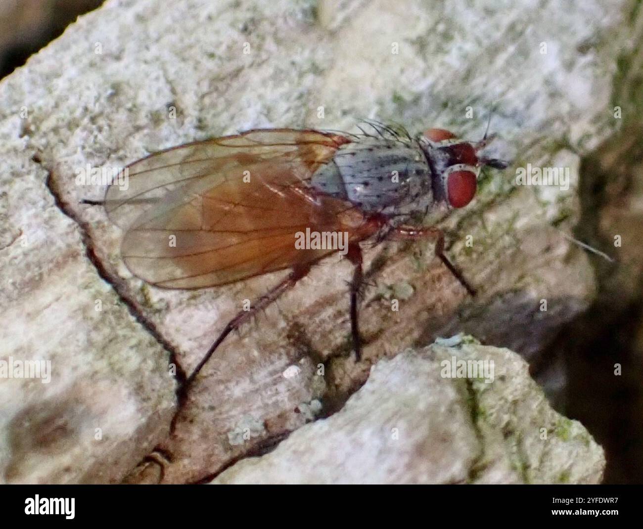 Root-maggot Flies (Anthomyiidae Stock Photo - Alamy