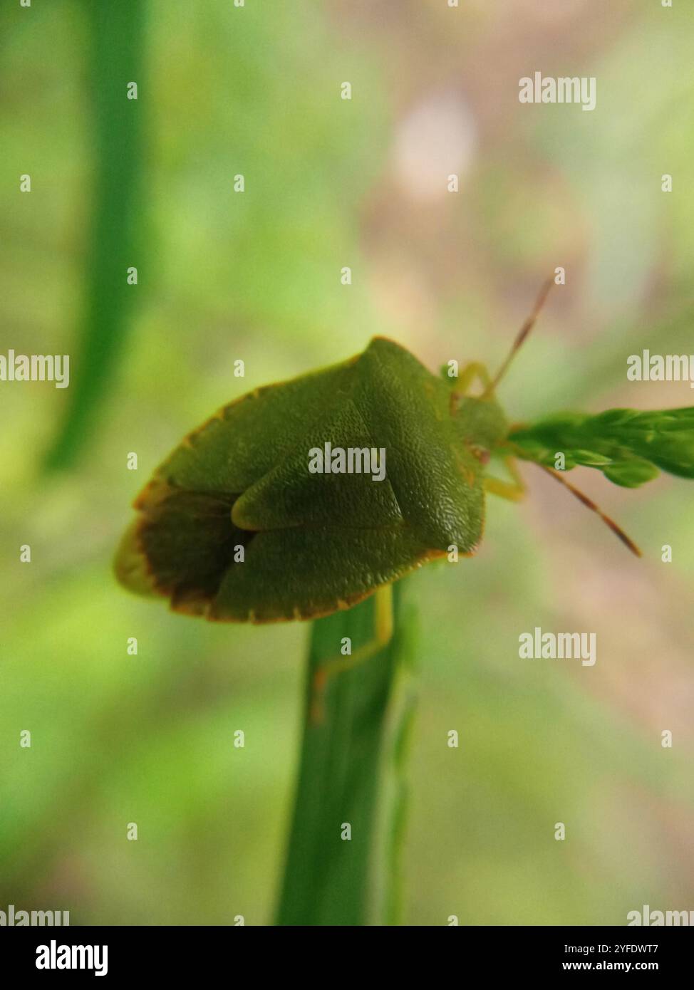 Green Shield Bug (Palomena prasina Stock Photo - Alamy
