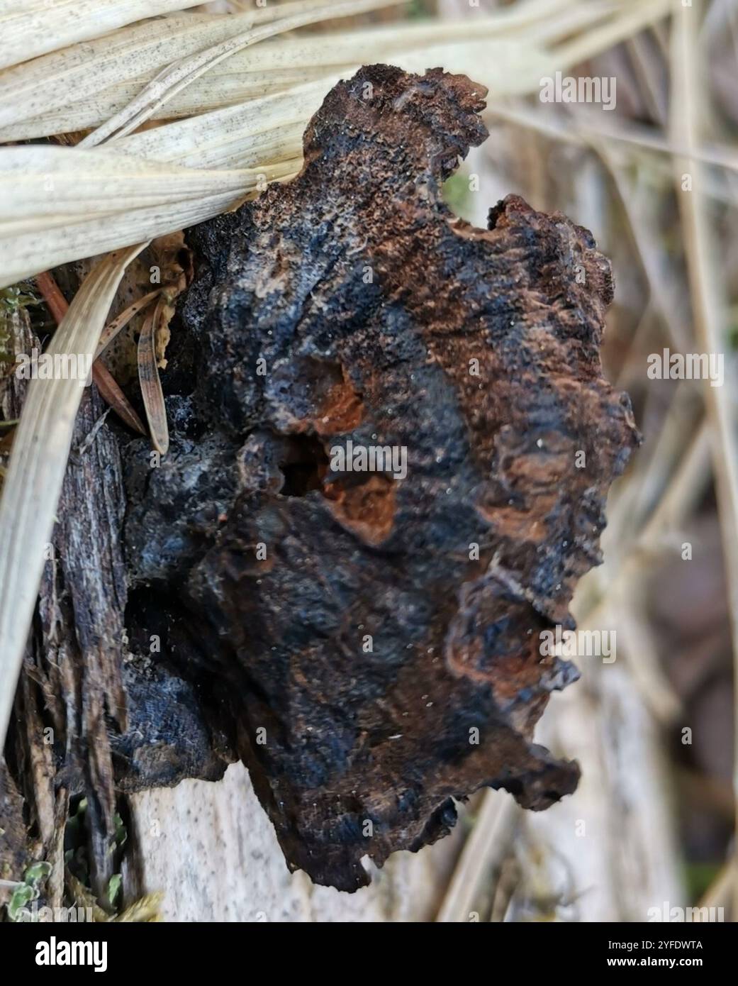 Benzoin bracket hi-res stock photography and images - Alamy