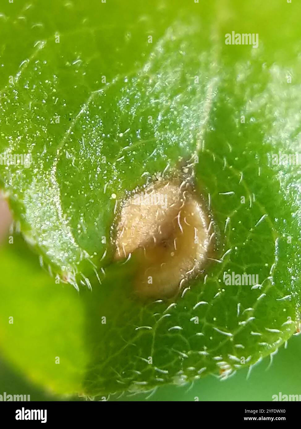 Gall and Rust Mites (Eriophyidae Stock Photo - Alamy