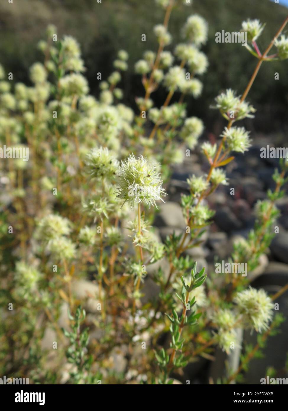 Spanish Wood Marjoram (Thymus mastichina Stock Photo - Alamy
