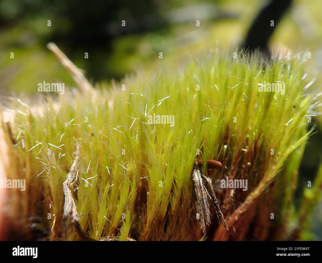 Heath Star-moss (Campylopus introflexus Stock Photo - Alamy