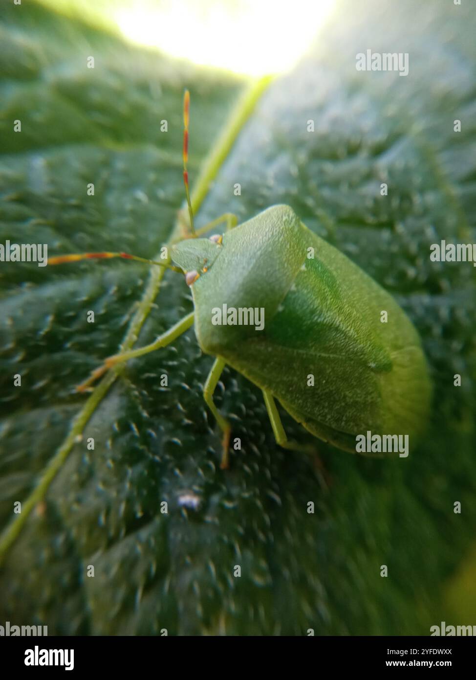 Southern Green Stink Bug (Nezara viridula Stock Photo - Alamy