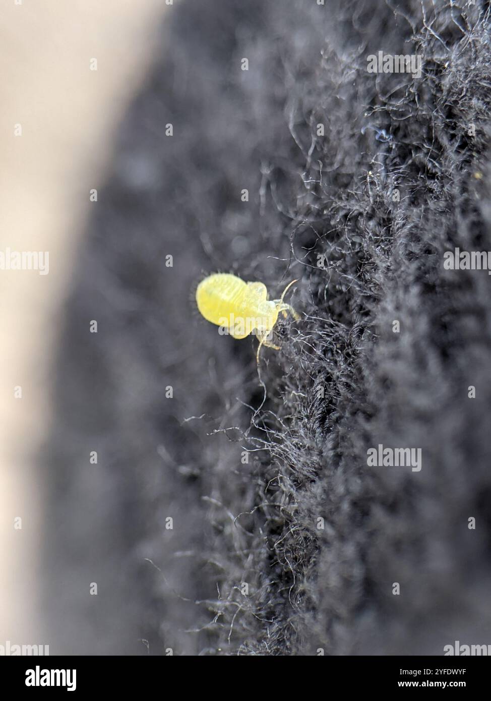 Psylloidea hi-res stock photography and images - Alamy