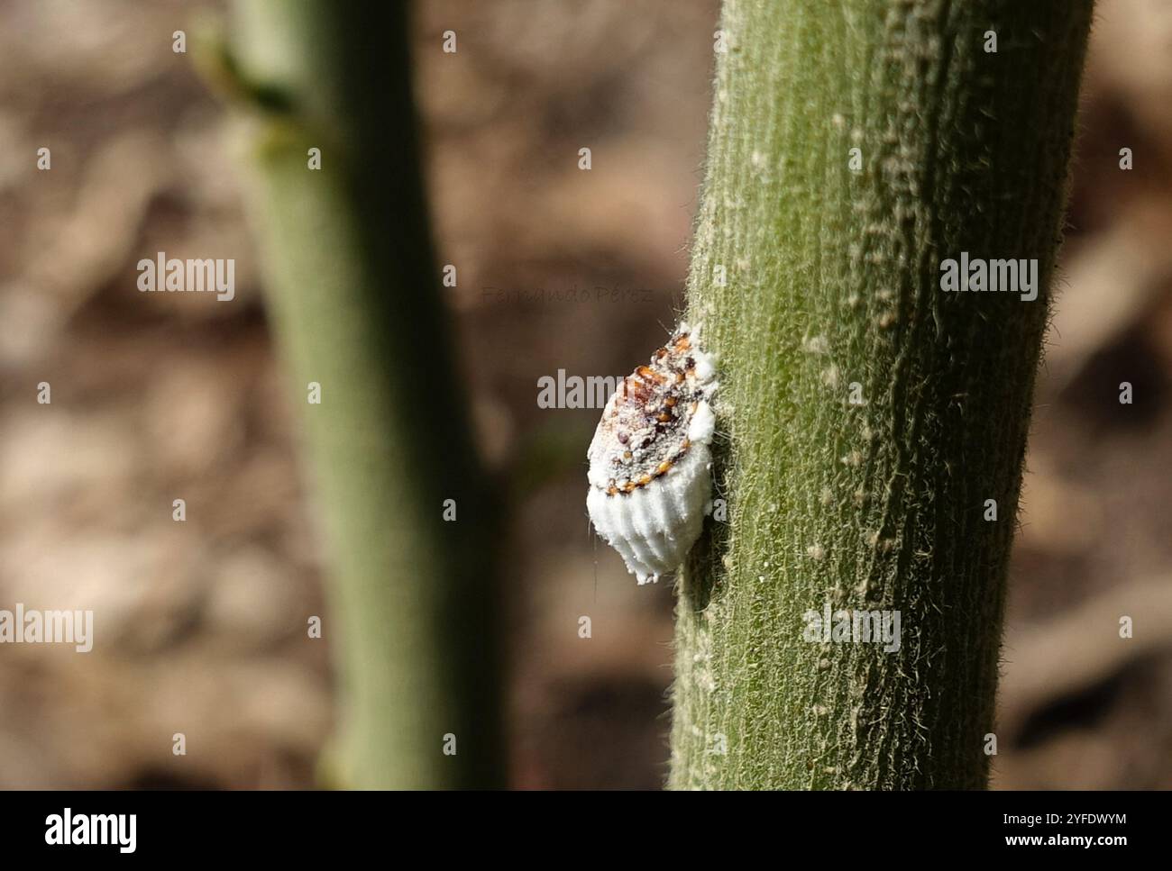 Cottony cushion scale (Icerya purchasi Stock Photo - Alamy