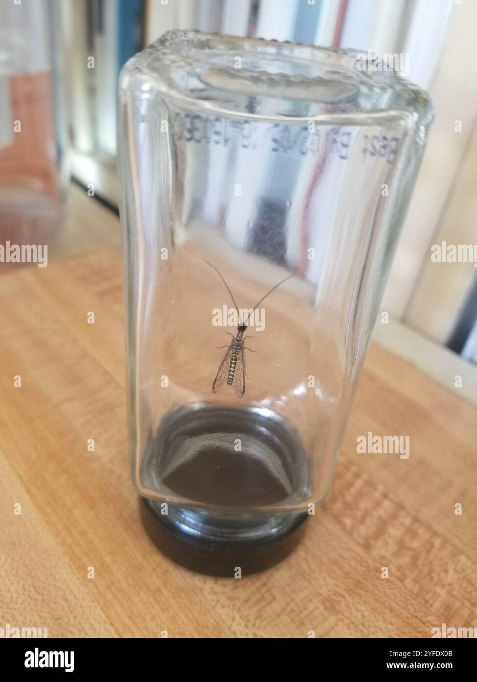 American Square-headed Snakeflies (Negha Stock Photo - Alamy