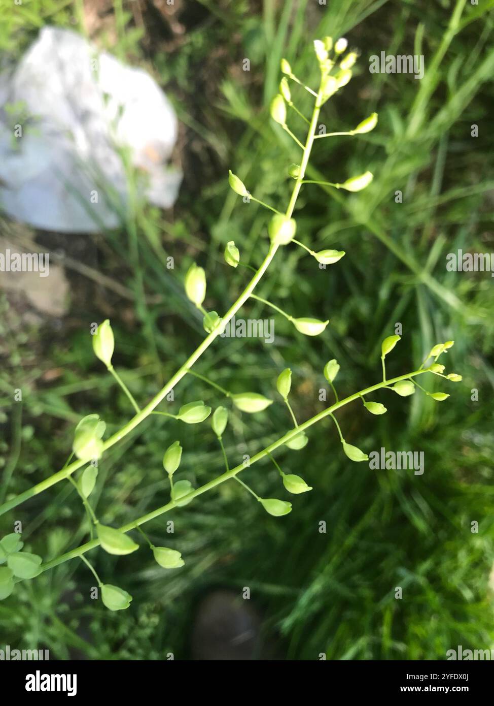 garlic penny-cress (Mummenhoffia alliacea Stock Photo - Alamy